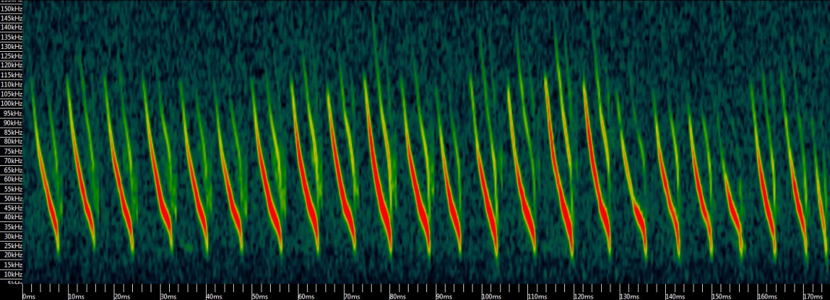 Monitoring Ecosystems through Sound: The Present and Future of Passive ...