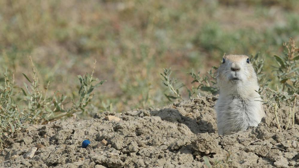 How Can We Protect Prairie Dogs